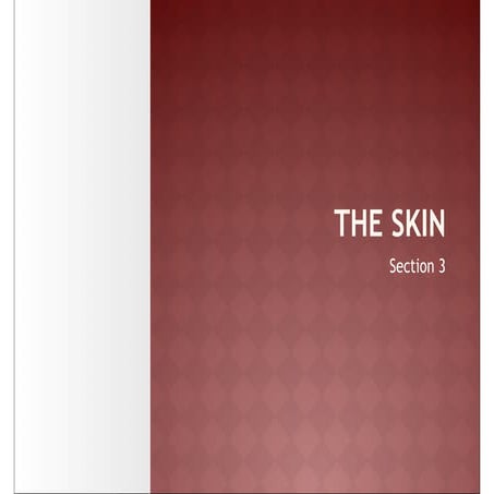 Skin System | PDF