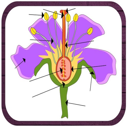SCIENCE 4 PPT Q3 - parts of a flower.pptx