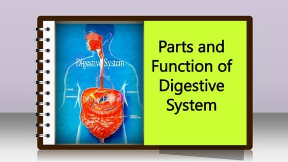 Digestive system - CLASS V | PPTX | Biological Sciences | Science