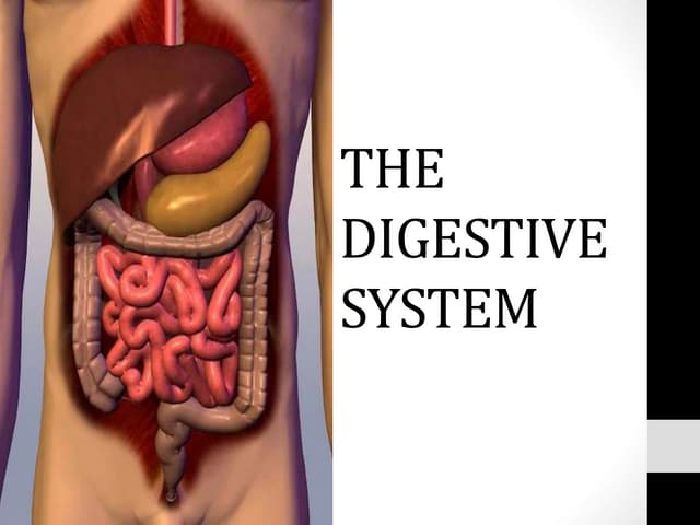 Digestive system - CLASS V | PPTX | Biological Sciences | Science