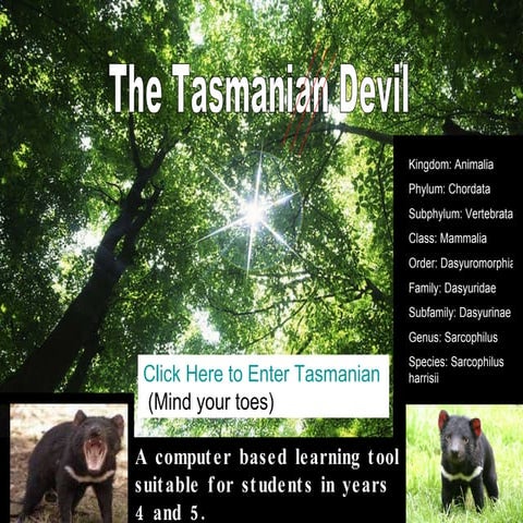 Tasmanian Devil | PPT | Primary Education | Education