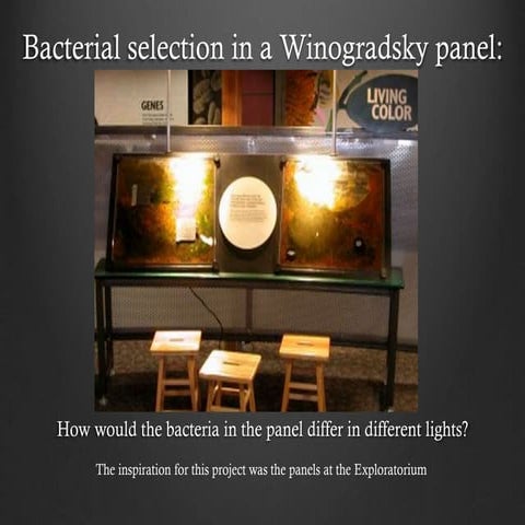 The Winogradsky Column | PPTX