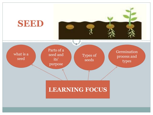 Importance of seed, seed structure & function ”.pptx