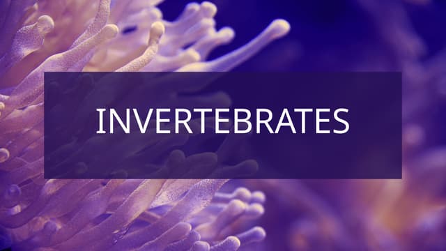Invertebrates | PPT
