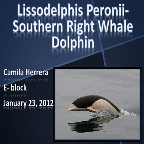 Science marine mammal project | PPT