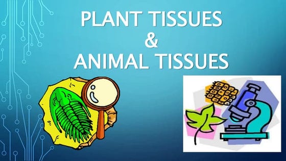 Animal Tissues PowerPoint Presentation | PPT