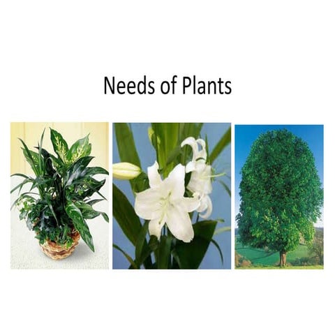 Science plants needs | PPTX | Gardening | Home & Garden