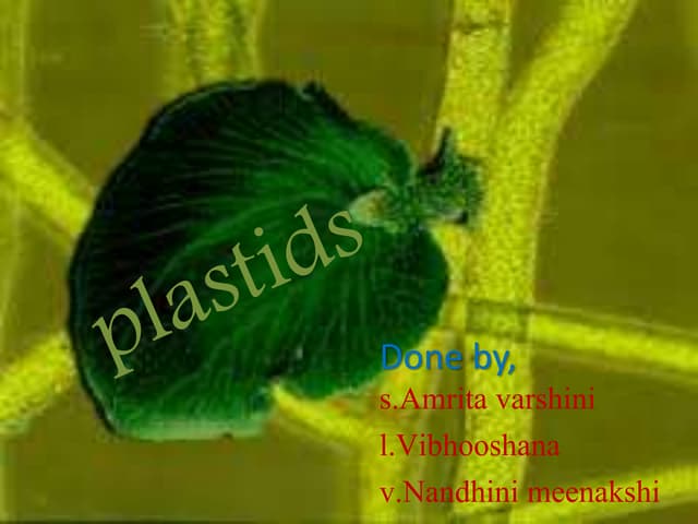 Plastids presentation | PDF