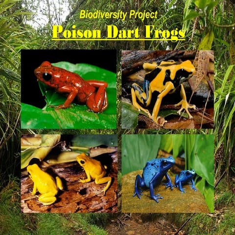 Strawberry Poison Dart Frog Life Cycle