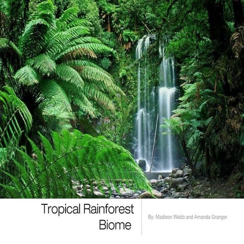 Layers of the Rainforest | PPTX