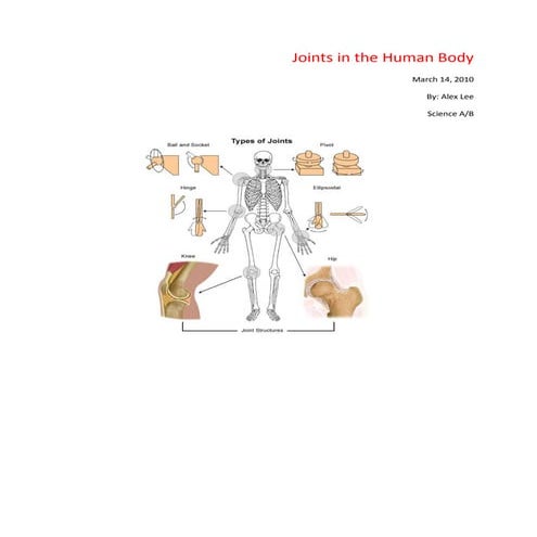 Skeletal System and Joints | PPT