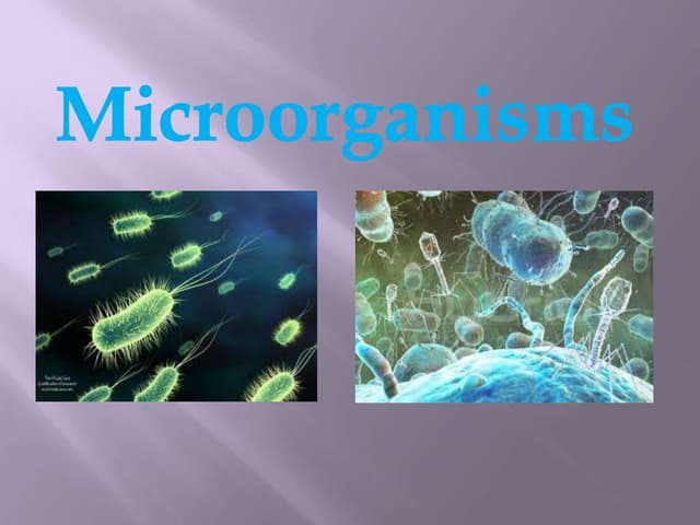 Microorganism ppt