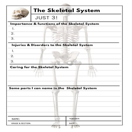 JUST 3Science worksheet-Systems of the body | PDF