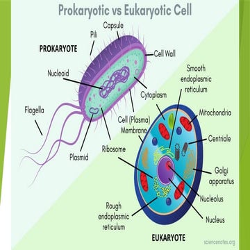 Scienvce 7 Q2 Cells.pptx mmmmmmmmmmmmmmm | PPTX