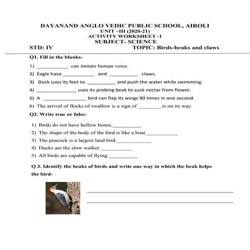 Sci std iv birds activity | PDF