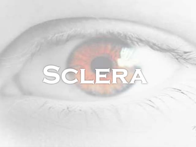 ANATOMY OF THE SCLERA | PPTX