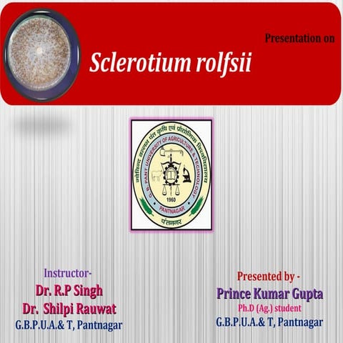 Sclerotium rolfsii | PPT