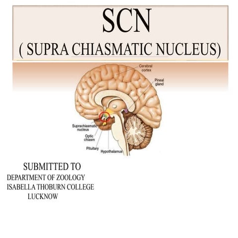 Scn Supra Chiasmatic Nucleus Ppt