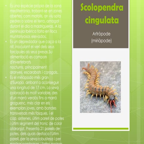 Scolopendra cingulata | PPTX