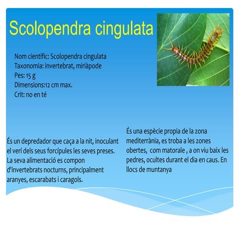 Scolopendra cingulata | PPTX