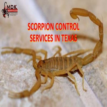 Scorpion Control Services in Texas | PPTX