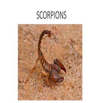 Scorpions | PPTX | Reptiles | Pets