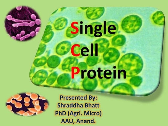 Single cell protein | PPTX