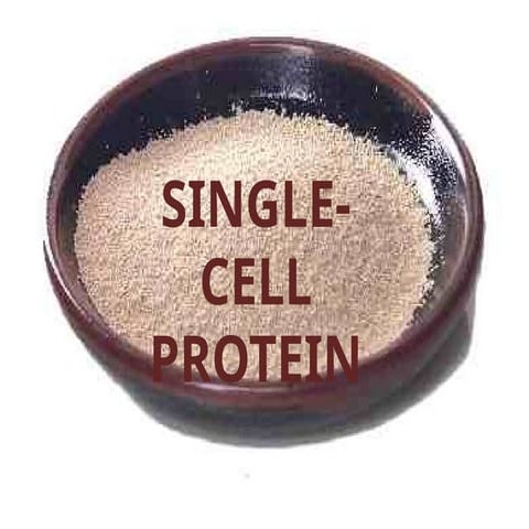 Fundamentals of Single Cell Protein (SCP).pptx