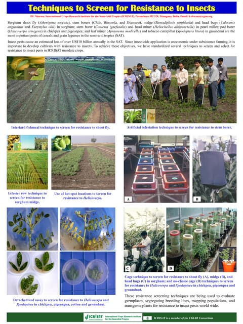 Screening Techniques for Different Insect Pests in Crop Plants | PPTX ...