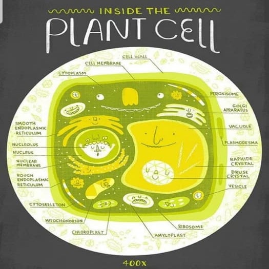 Inside the Plant Cell | PDF