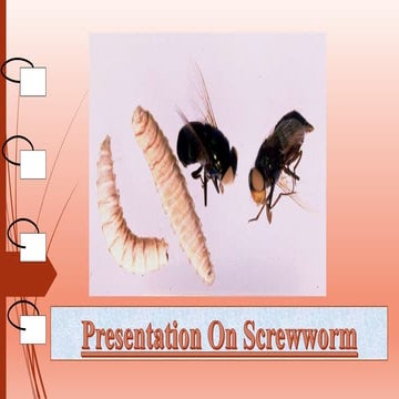 Screwworm infestation | PPTX
