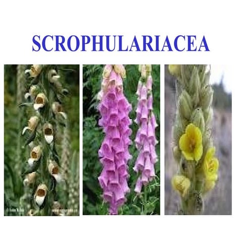 Scrophulariaceae | PPT