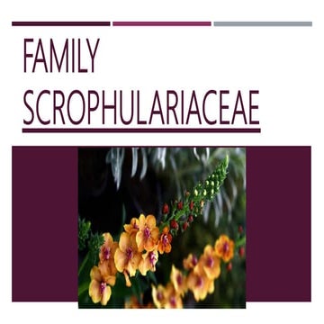 Scrophulariaceae | PPTX