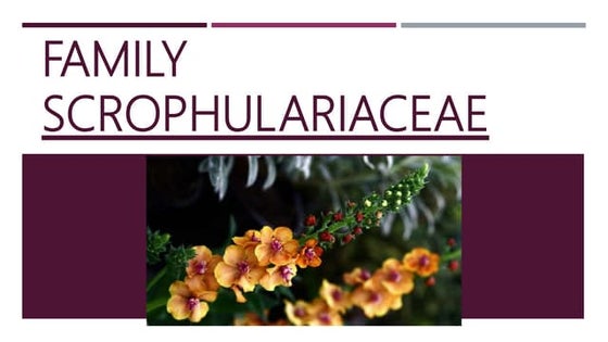 Vinca | PPT