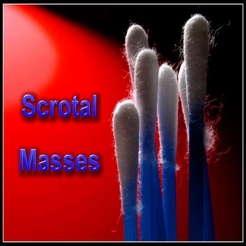 Scrotal masses | PPTX