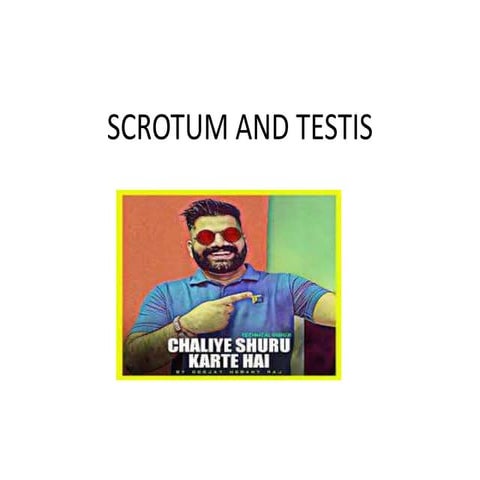 Anatomy of testis | PPTX