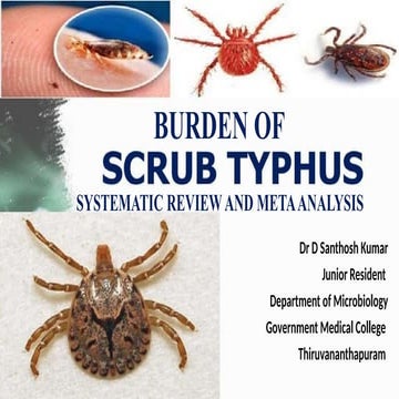 Scrub typhus PowerPoint presentation in microbiology | PPTX