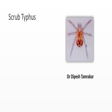 Scrub Typhus-manageent in nepal (1).pptx