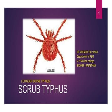 Scrub typhus | PPTX