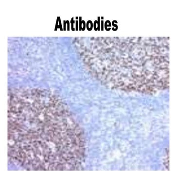 Scytek Laboratories 1 Diagnostic Reagents Special Stains