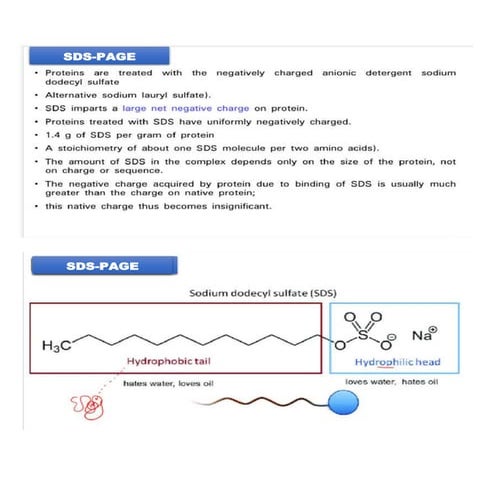 SDS-PAGE at Detail Level BIOTECHNOLOGY NOTES for B.Sc. Biotech/Botany ...