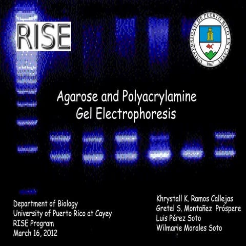 Sds page and agarose presentation. | PPT
