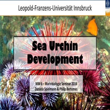 sea-urchin-development.pdf