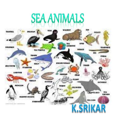 Sea animals | PPTX