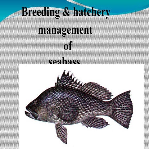 Seabass breeding | PDF