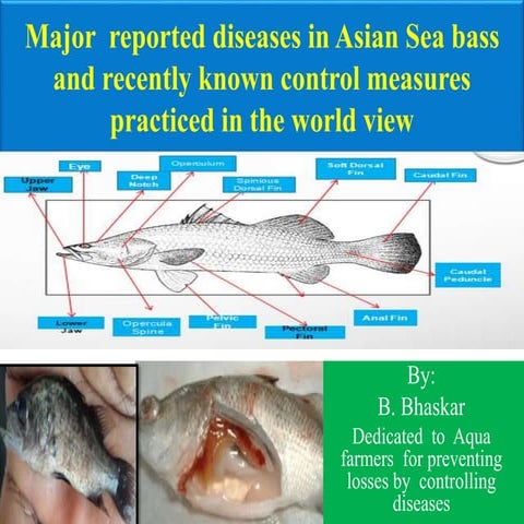 Koi Herpes Virus (KHV) | PDF
