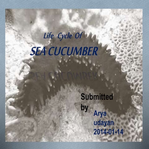 Life cycle of squid | PPTX