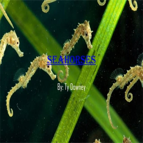 Seahorses | PPT