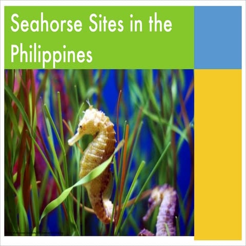 Seahorses Linsey | PPT