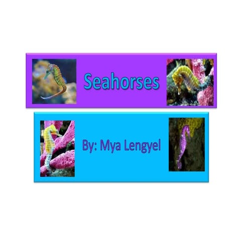 Seahorses | PPT